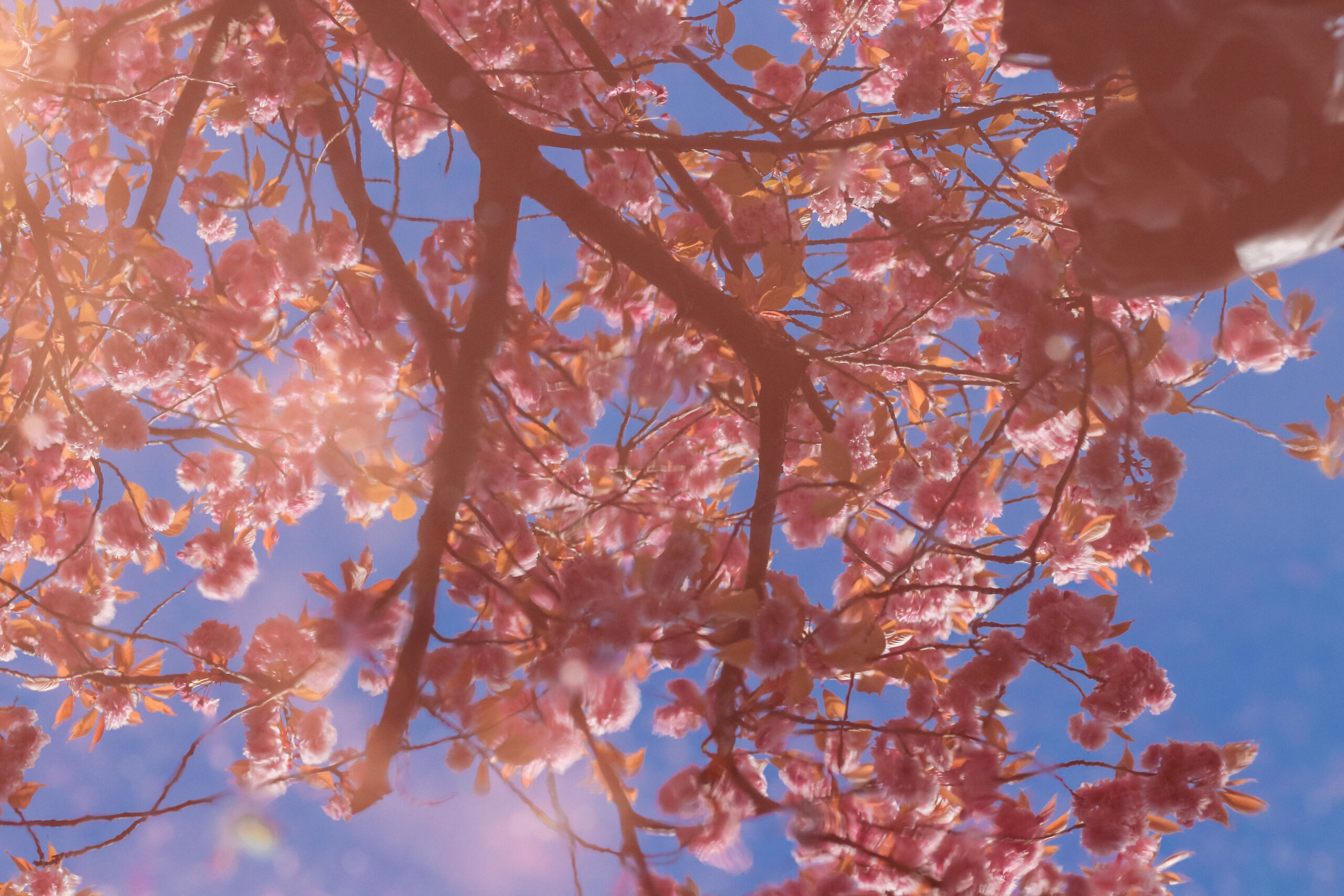 The Smell of the Mouth will Reveal It and other poems - Rowayat