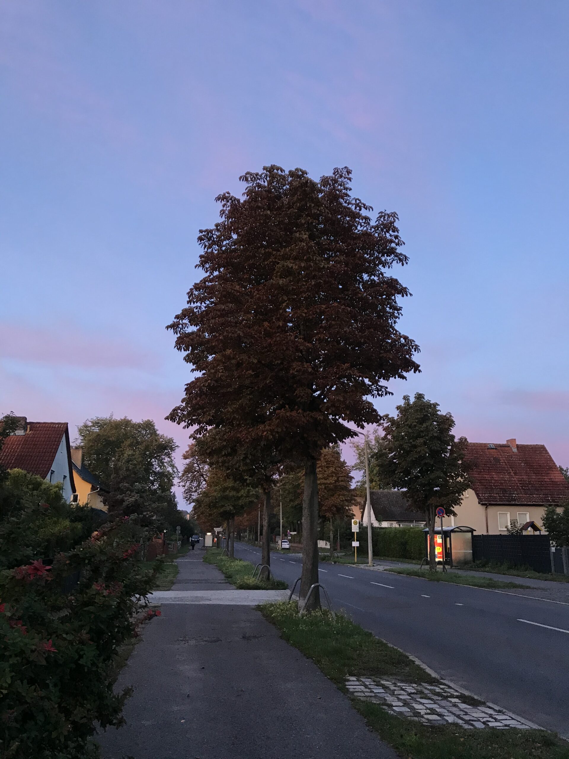 Metamorphosis - Rowayat