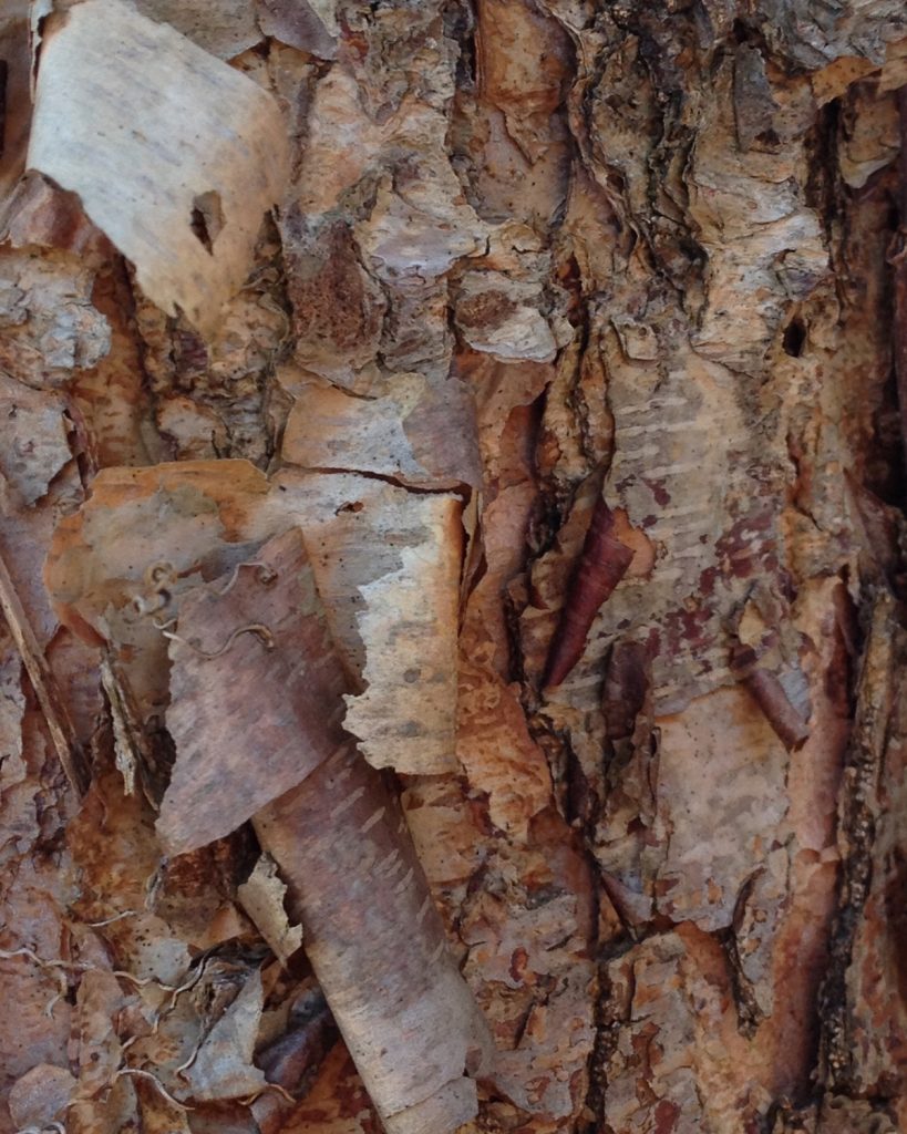 Mother Sun - Rowayat